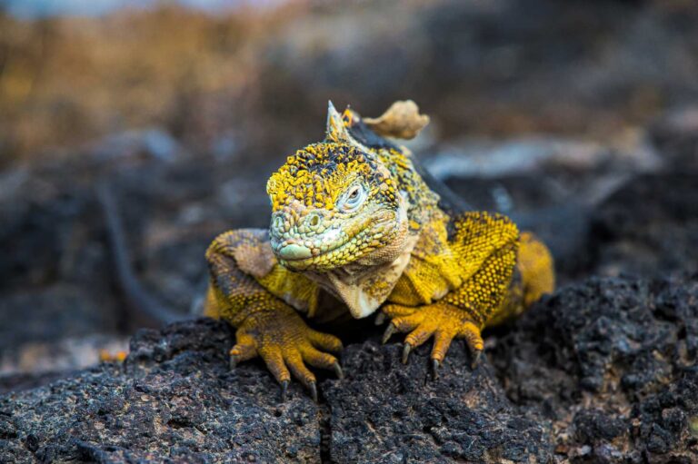 Wild Life – Randy Johnson Photography