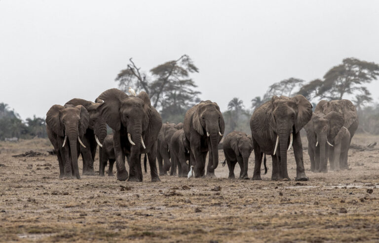 Wild Life – Randy Johnson Photography