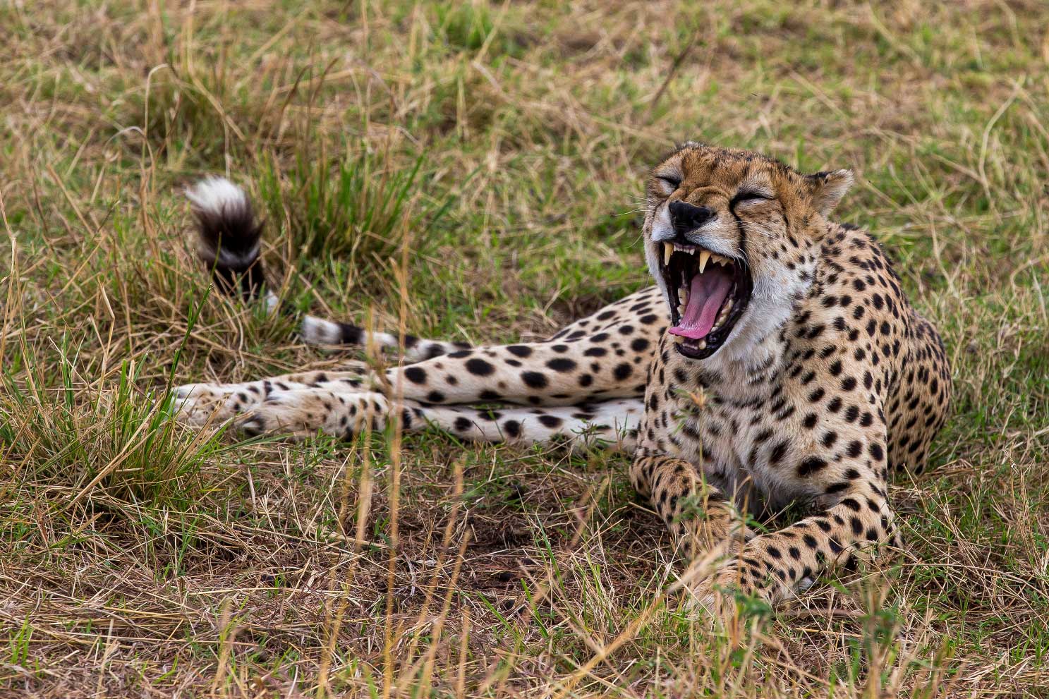 Wild Life – Randy Johnson Photography